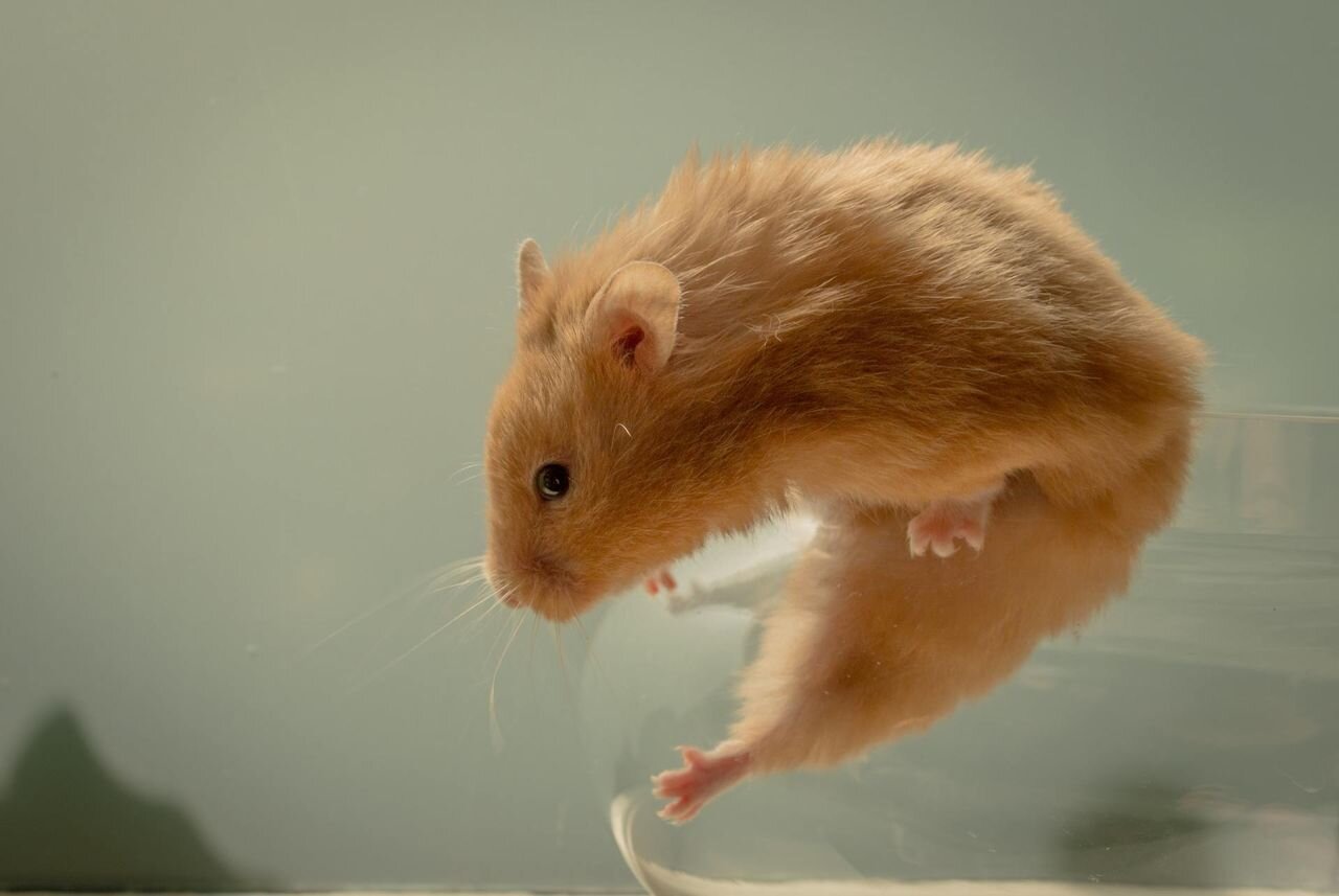 Rodent Management Services | Jackson TN Rat & Mice Removal Company