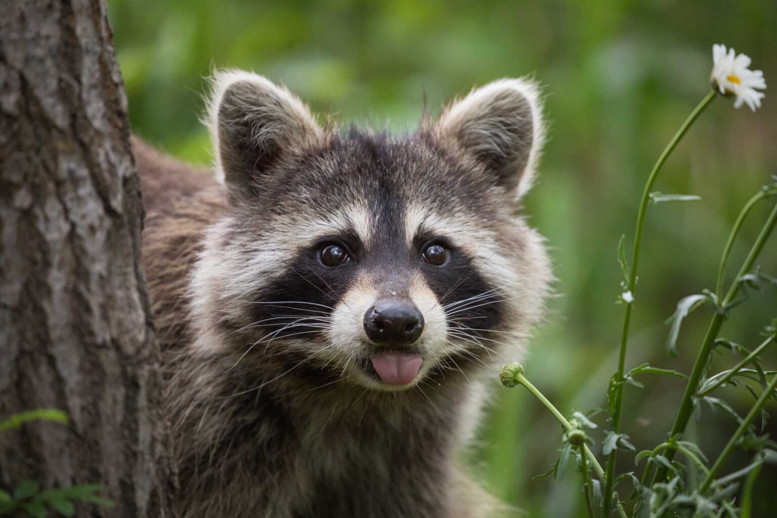 Raccoon Removal Company | Raccoon Control Near Me Jackson TN